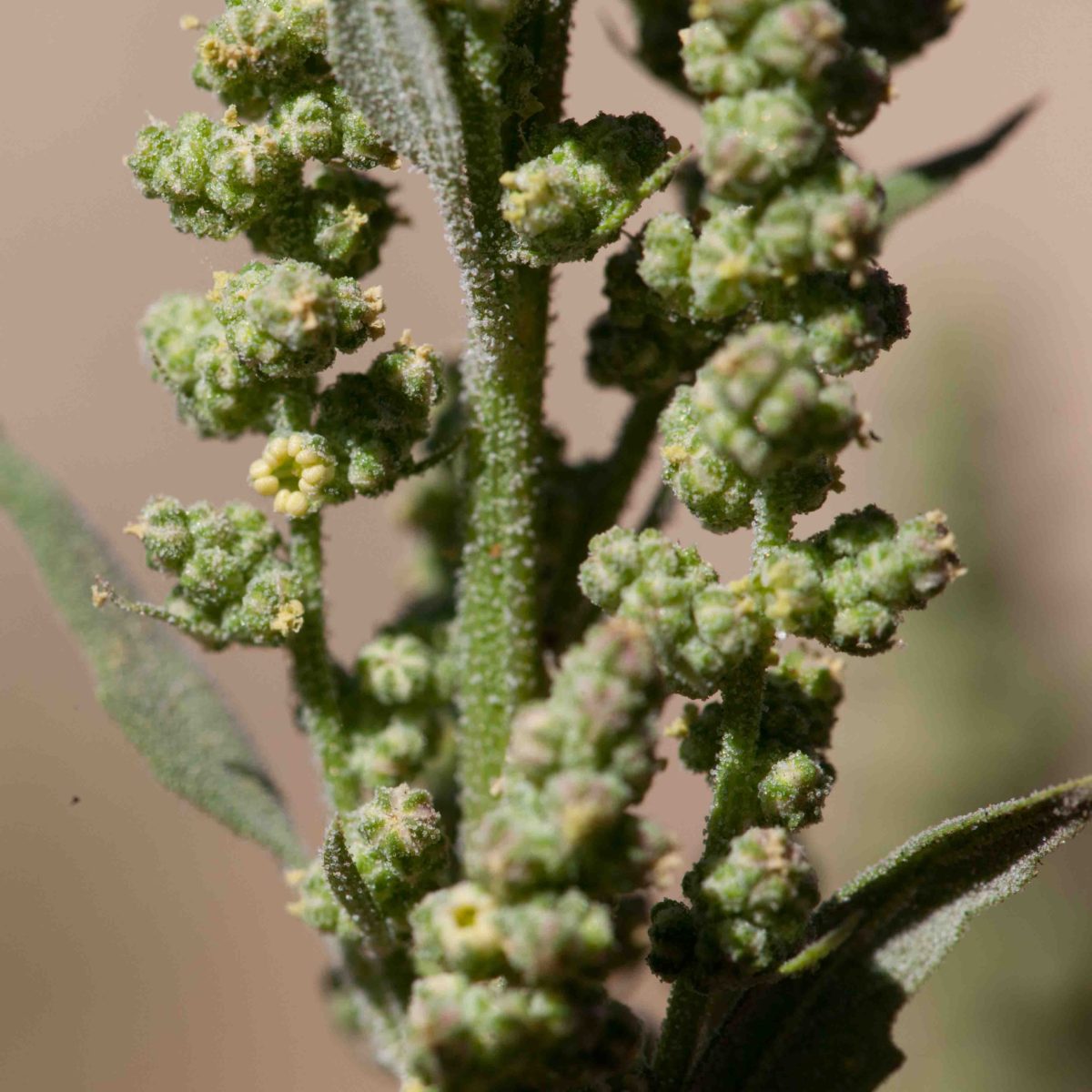 Chenopodiaceae-Chenopodium – MonFlora