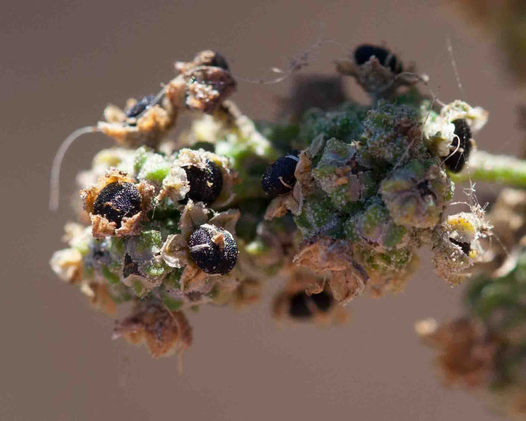 Chenopodiaceae-Chenopodium – MonFlora
