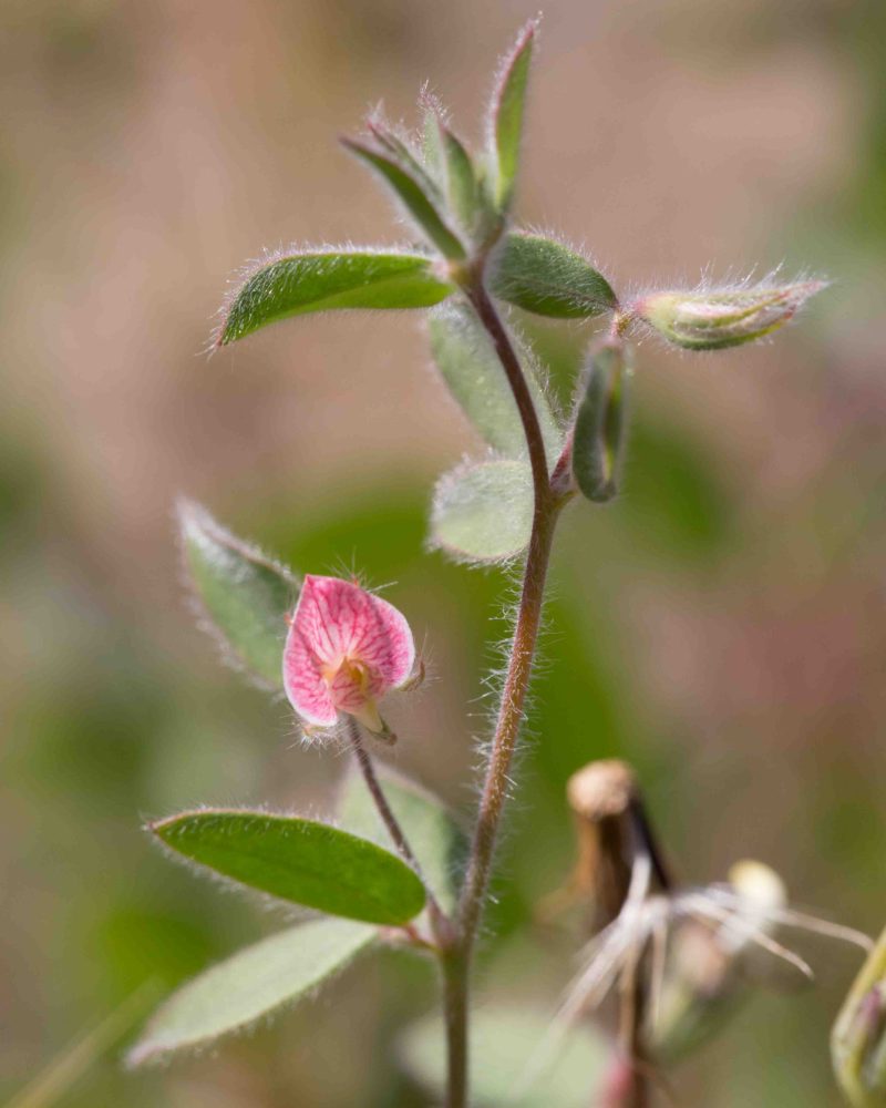 Fabaceae-Acmispon – MonFlora