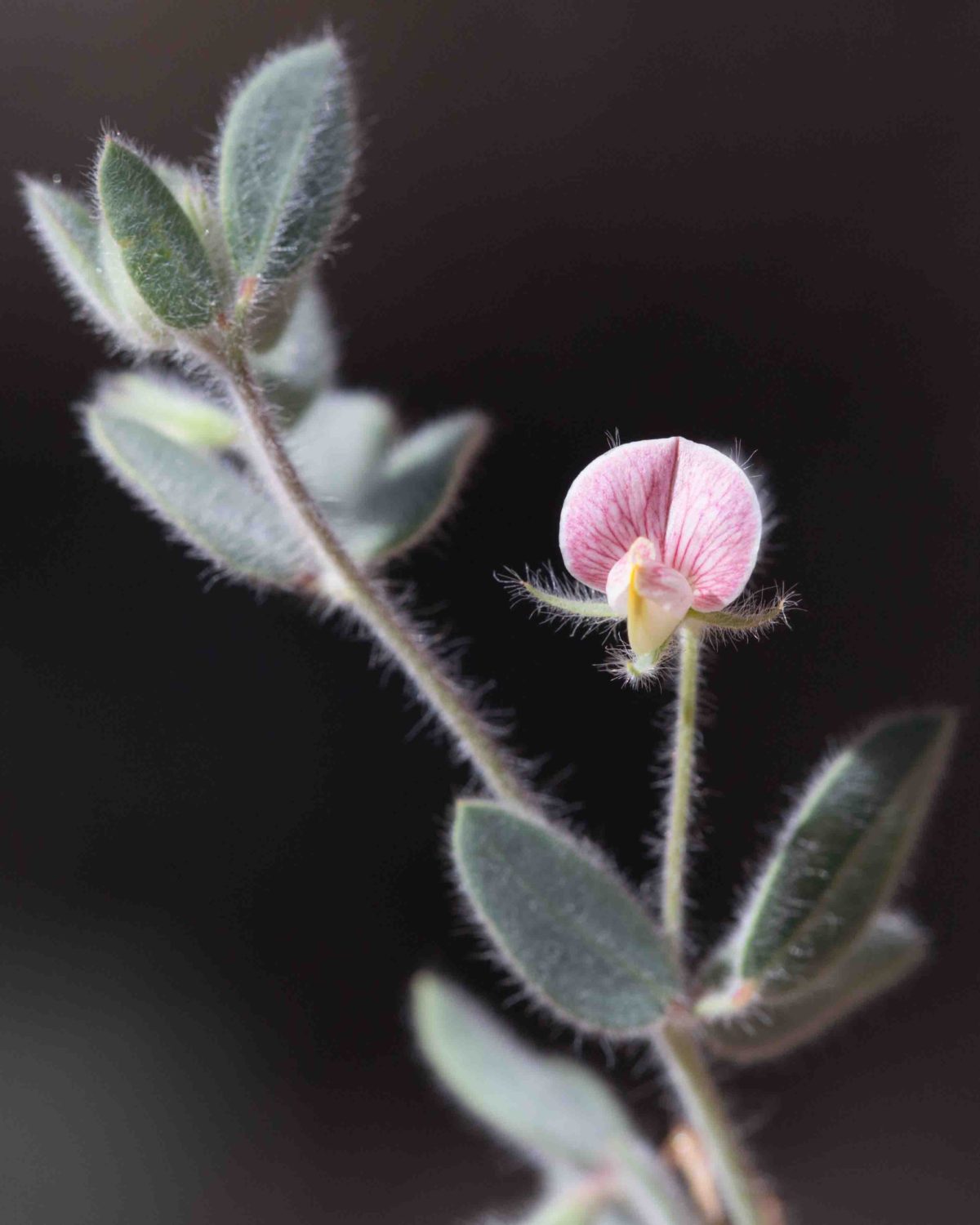 Fabaceae-Acmispon – MonFlora