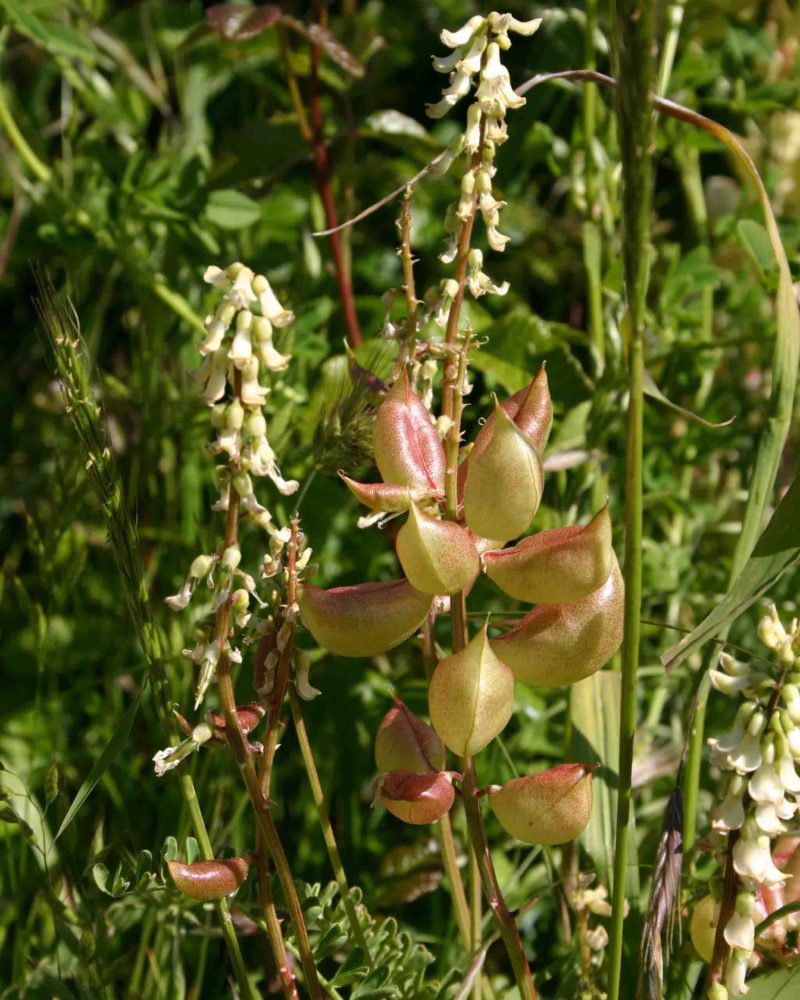 Fabaceae-Astragalus – MonFlora