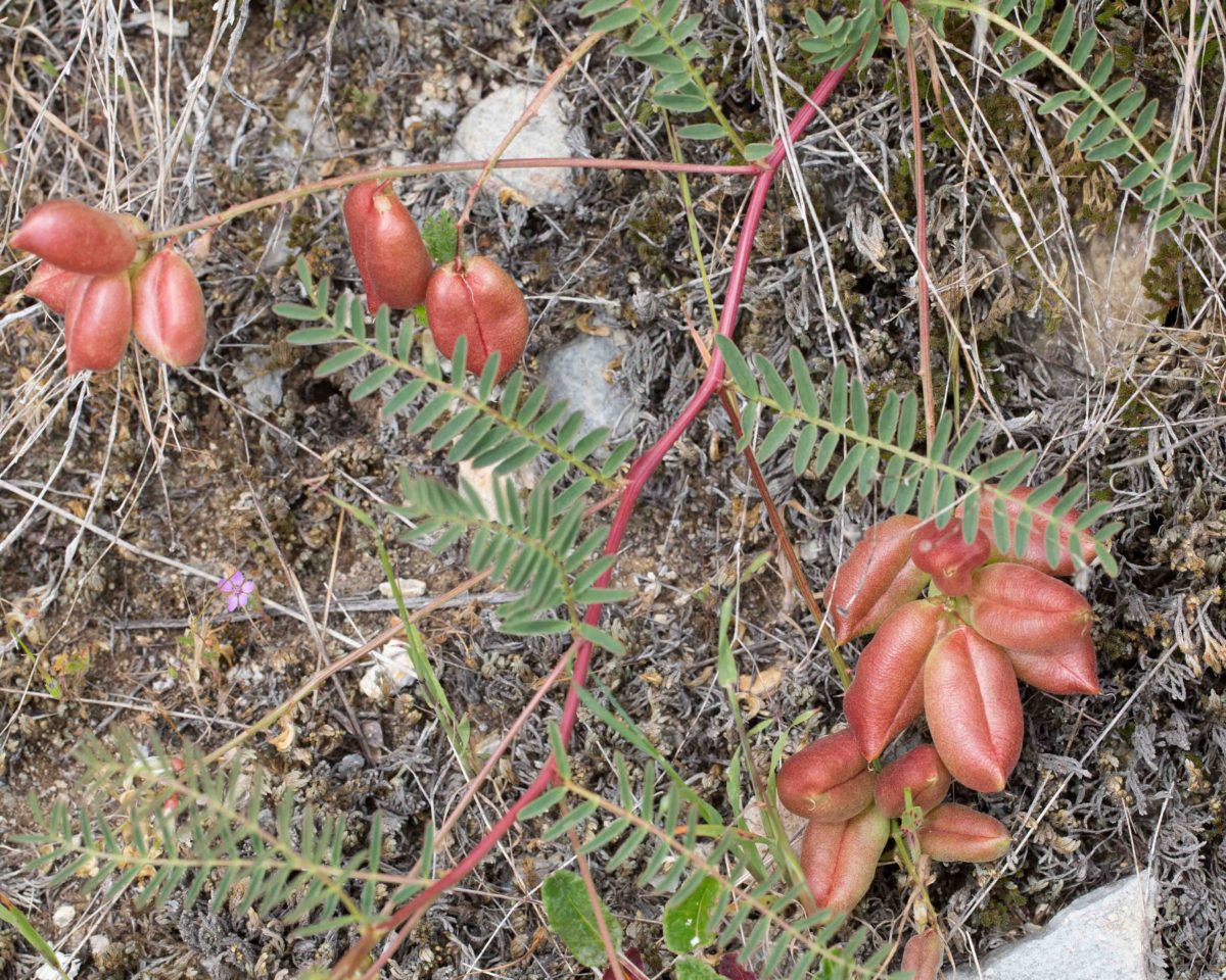 Fabaceae-Astragalus – MonFlora