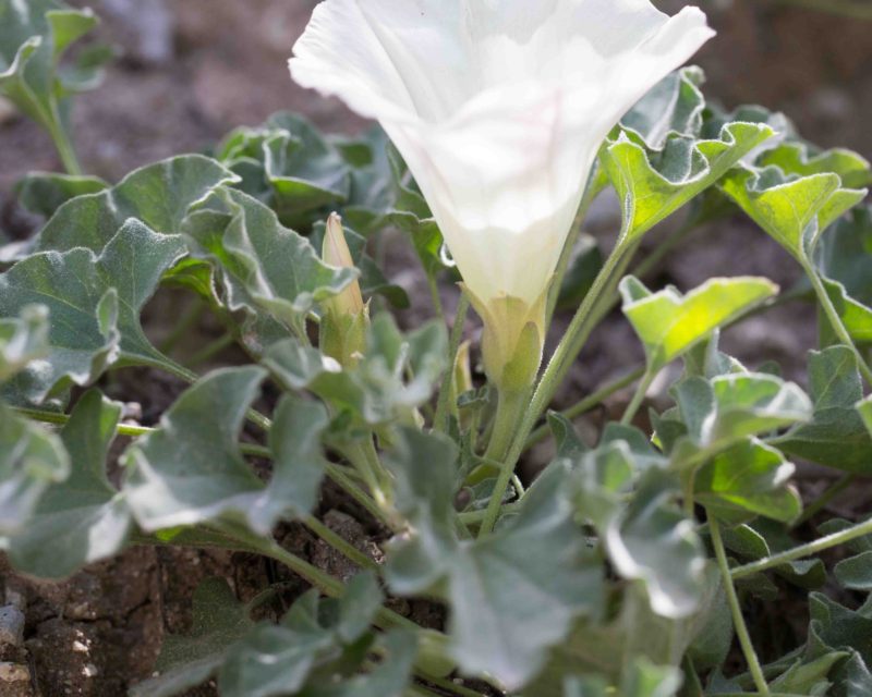 Convolvulaceae-Calystegia – MonFlora
