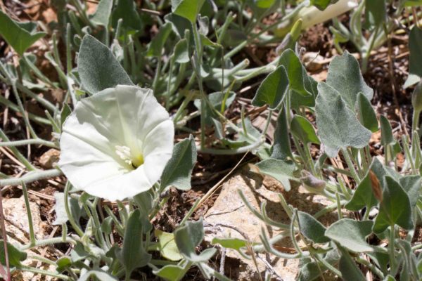 Convolvulaceae-Calystegia – MonFlora
