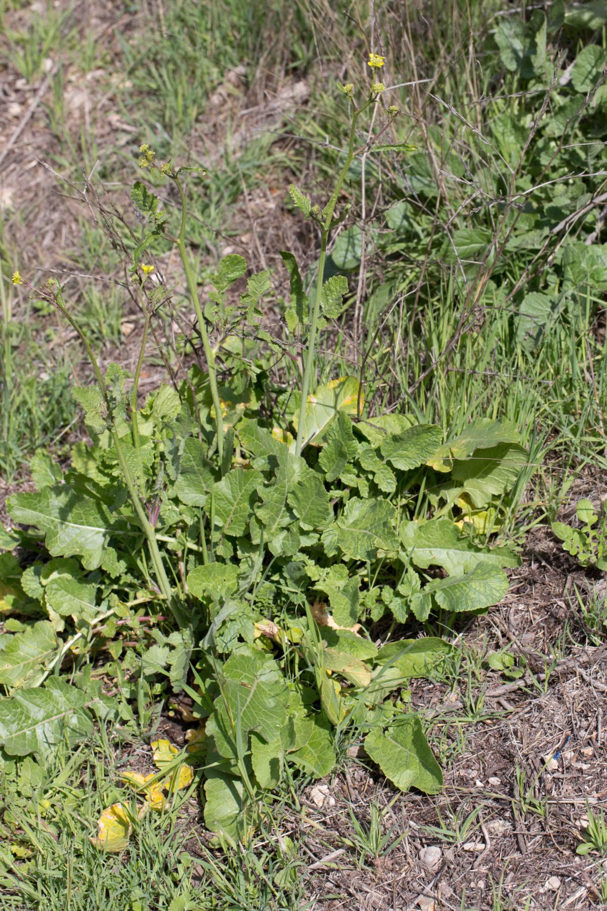 Brassicaceae-Mustards – MonFlora