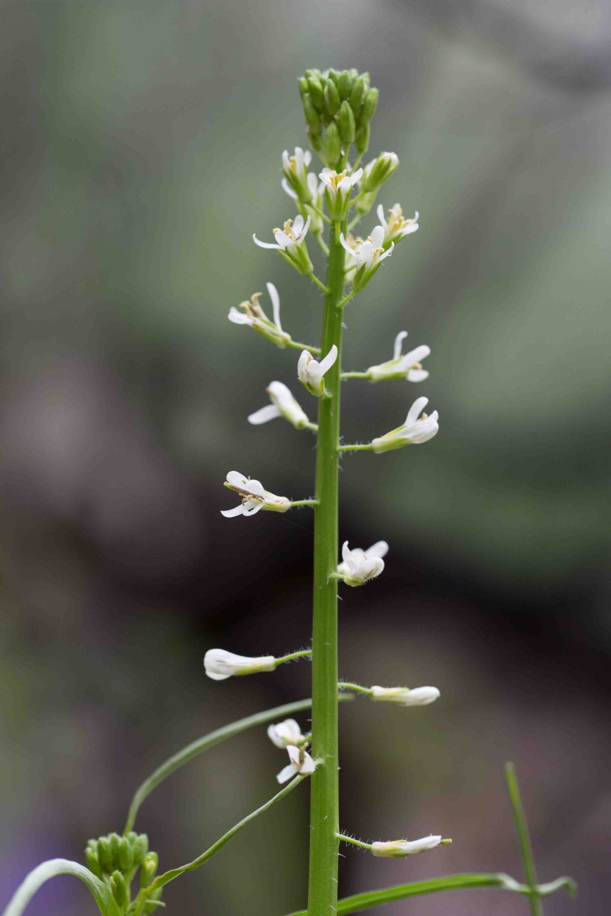 Brassicaceae-Mustards – MonFlora