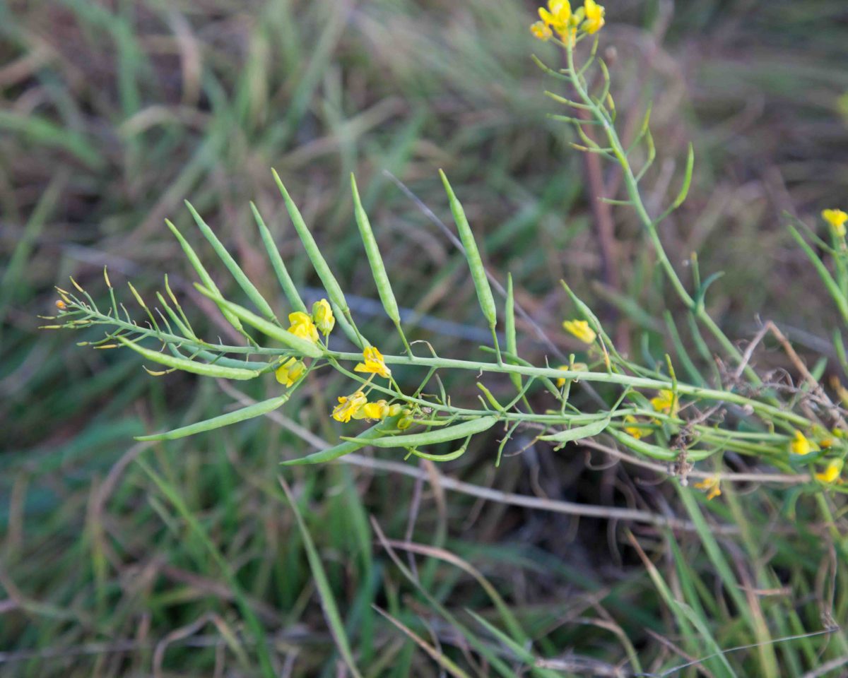 Brassicaceae-Mustards – MonFlora
