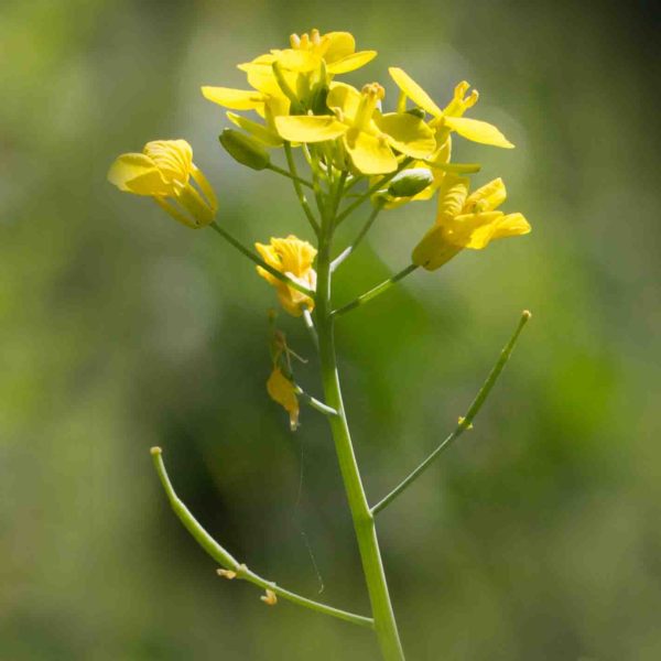 Brassicaceae-Mustards – MonFlora