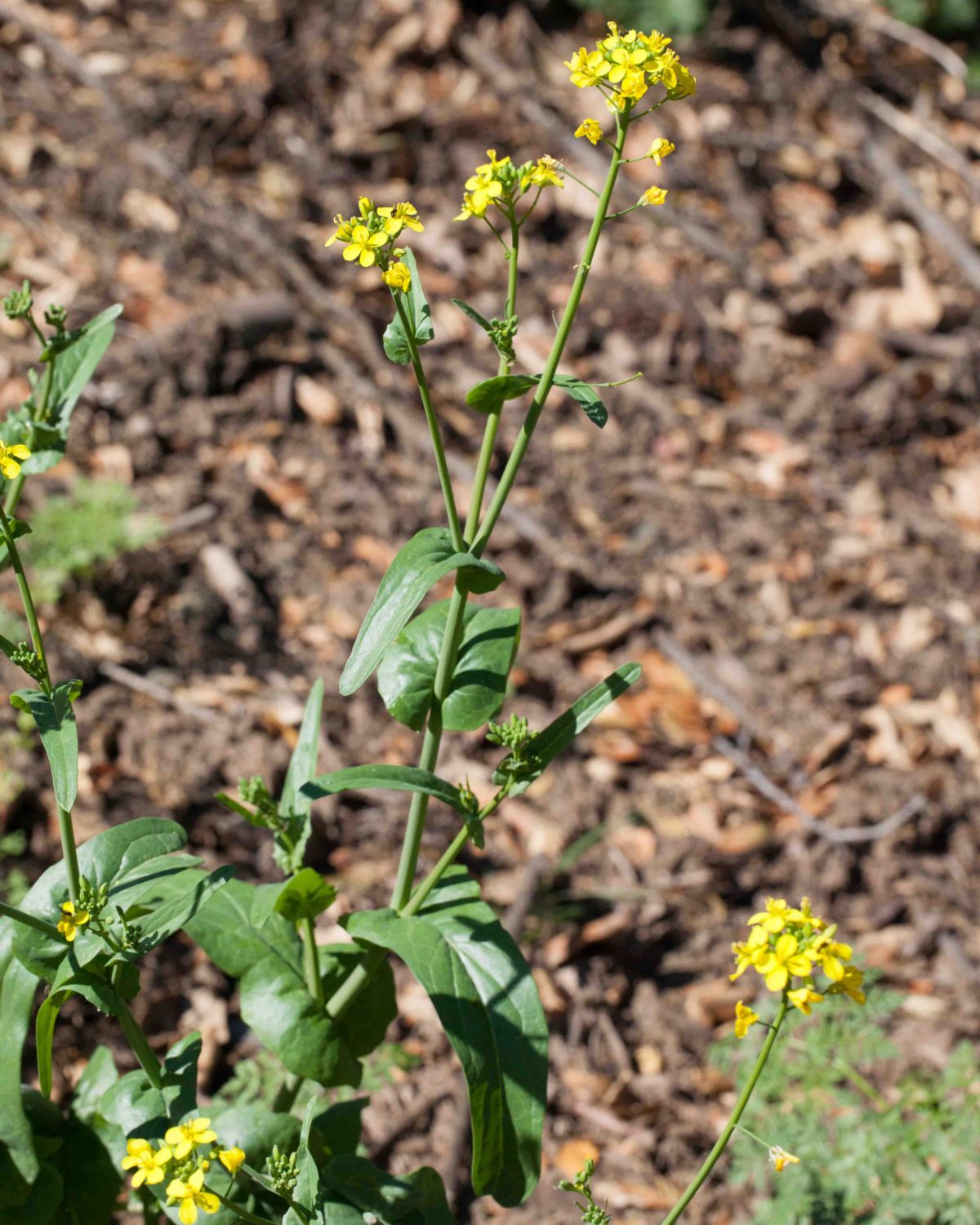 Brassicaceae-Mustards – MonFlora