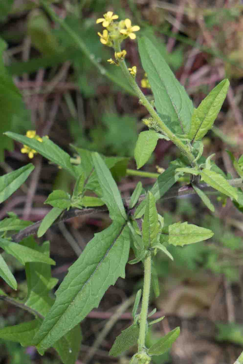 Brassicaceae-Mustards – MonFlora
