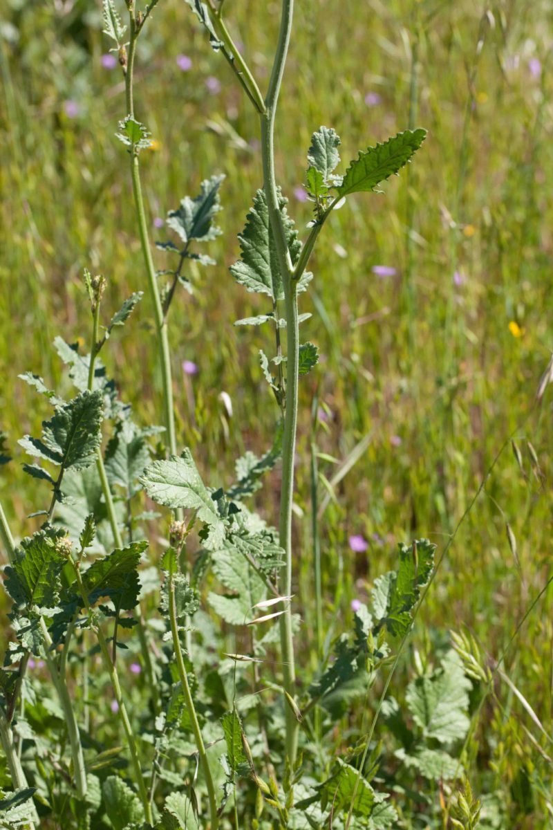 Brassicaceae-Mustards – MonFlora