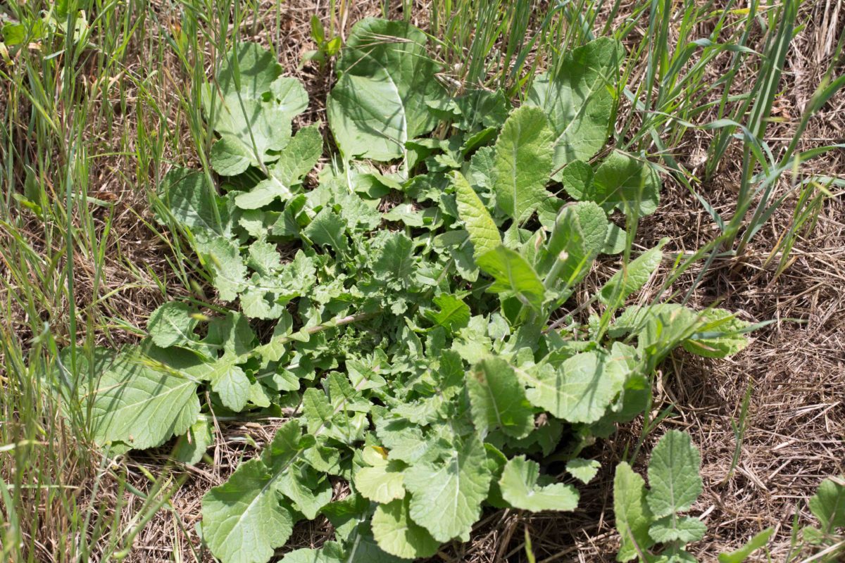 Brassicaceae-Mustards – MonFlora