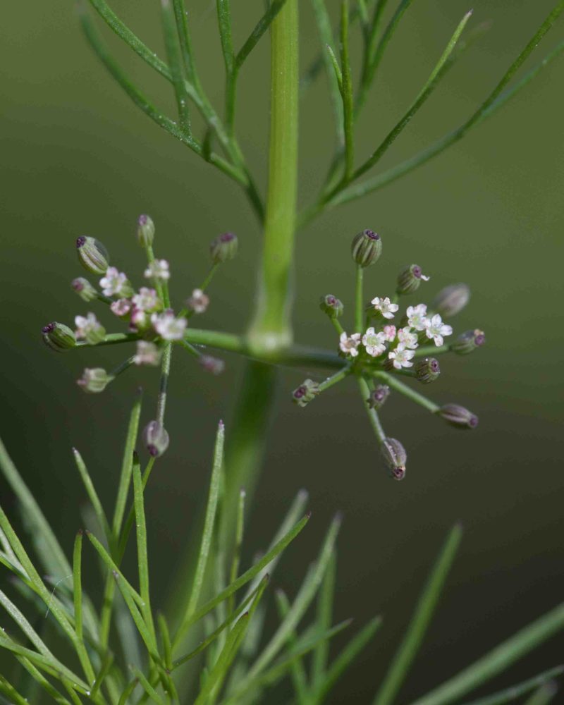 Apiaceae – Water – MonFlora
