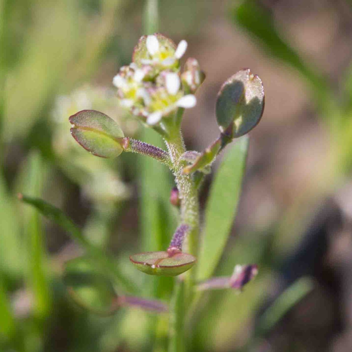 Brassicaceae-Fringepods & Peppergrass – MonFlora