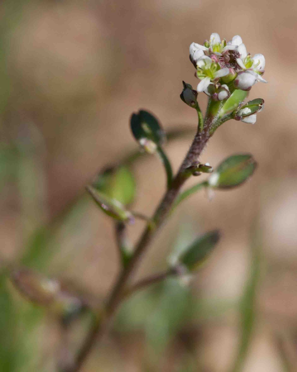 Brassicaceae-Fringepods & Peppergrass – MonFlora