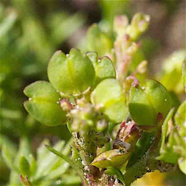 Brassicaceae-Fringepods & Peppergrass – MonFlora
