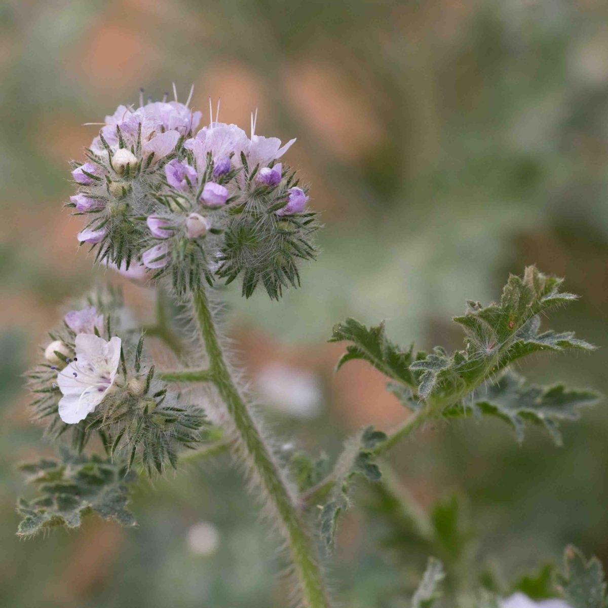 Hydrophyllaceae-Phacelia-pink – MonFlora
