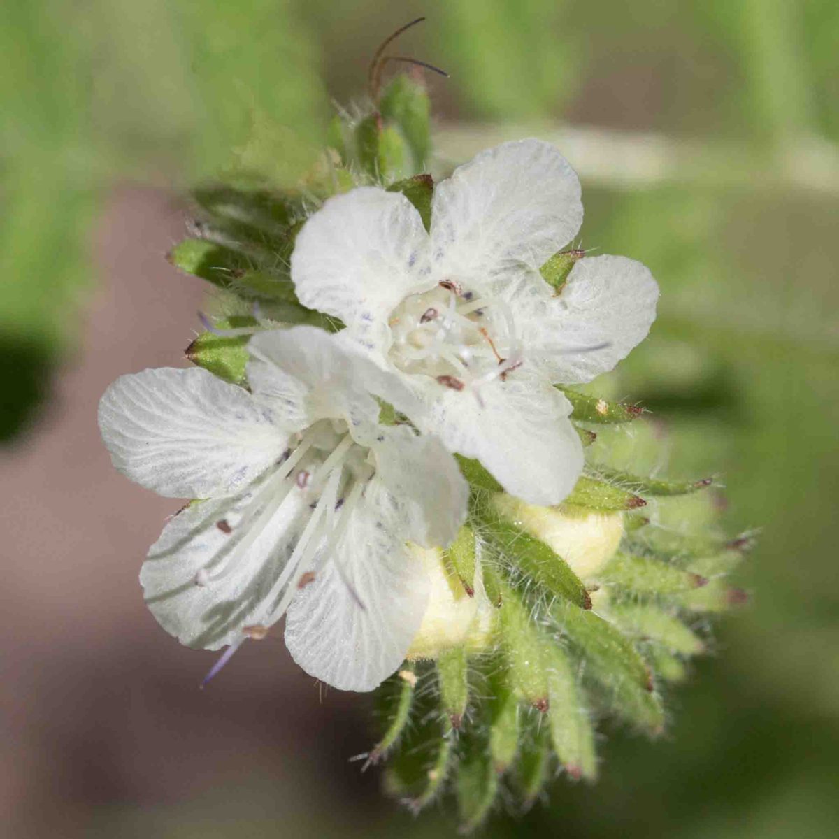 Hydrophyllaceae-Phacelia-white – MonFlora