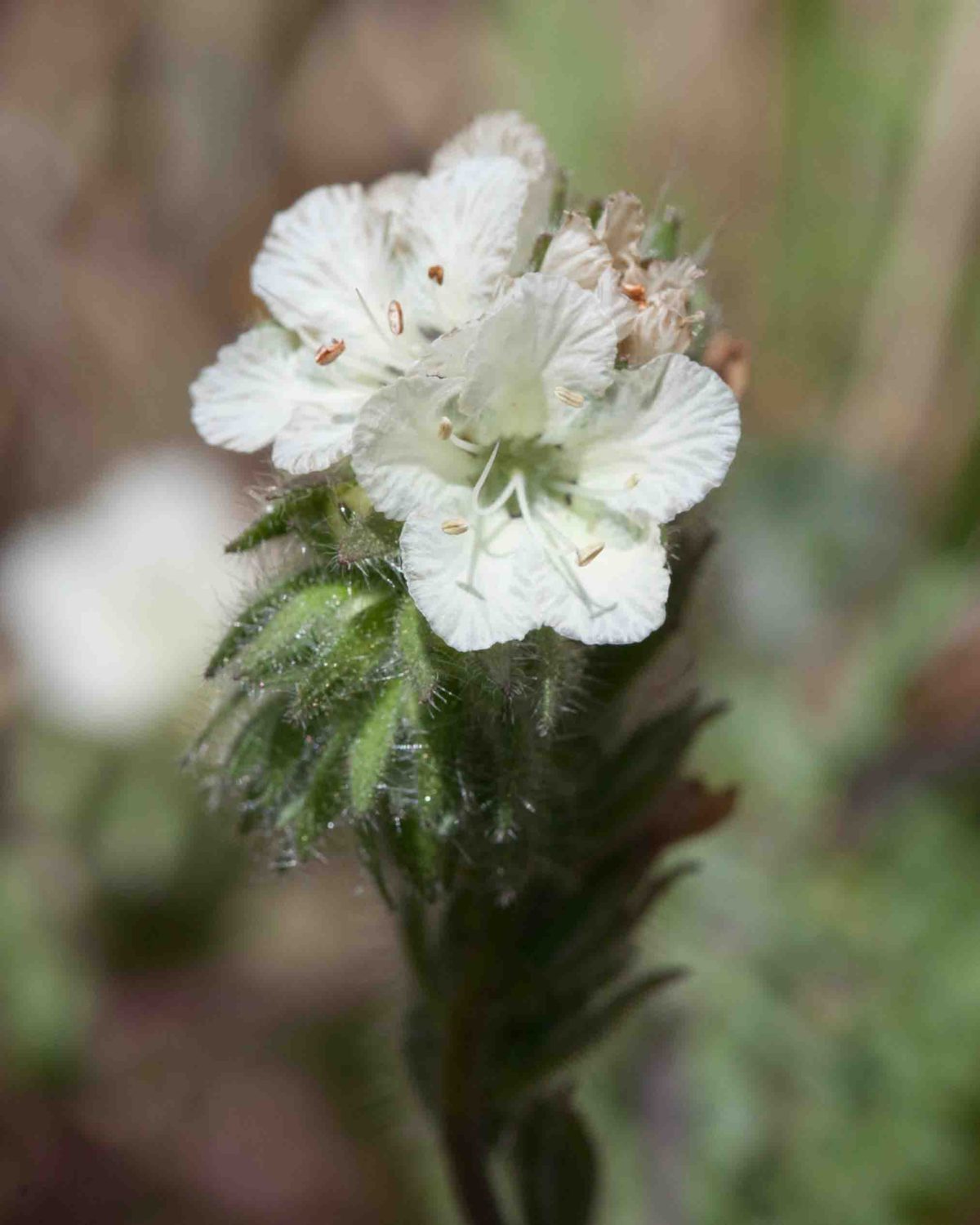 Hydrophyllaceae-Phacelia-white – MonFlora