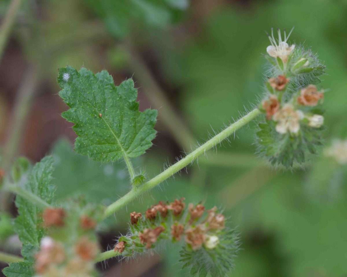 Hydrophyllaceae-Phacelia-white – MonFlora