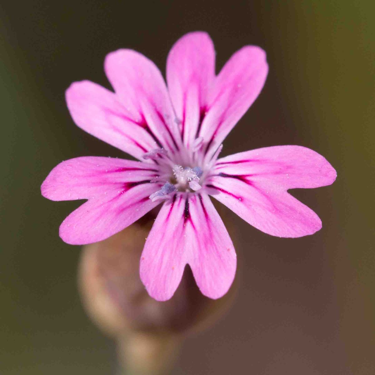 Caryophyllaceae-Silene – MonFlora