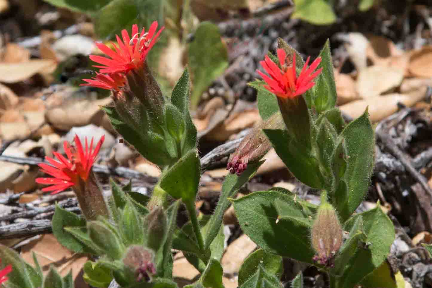 Caryophyllaceae-Silene – MonFlora