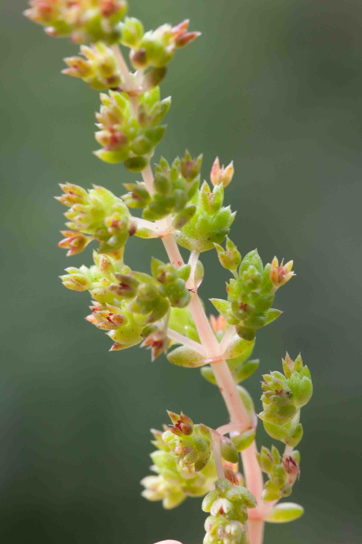 Crassulaceae-xDudleya – MonFlora
