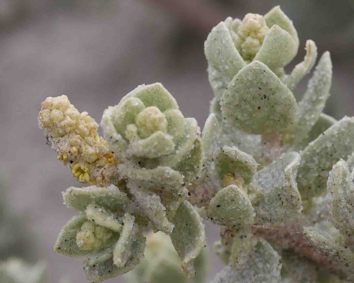 Chenopodiaceae-Atriplex – MonFlora