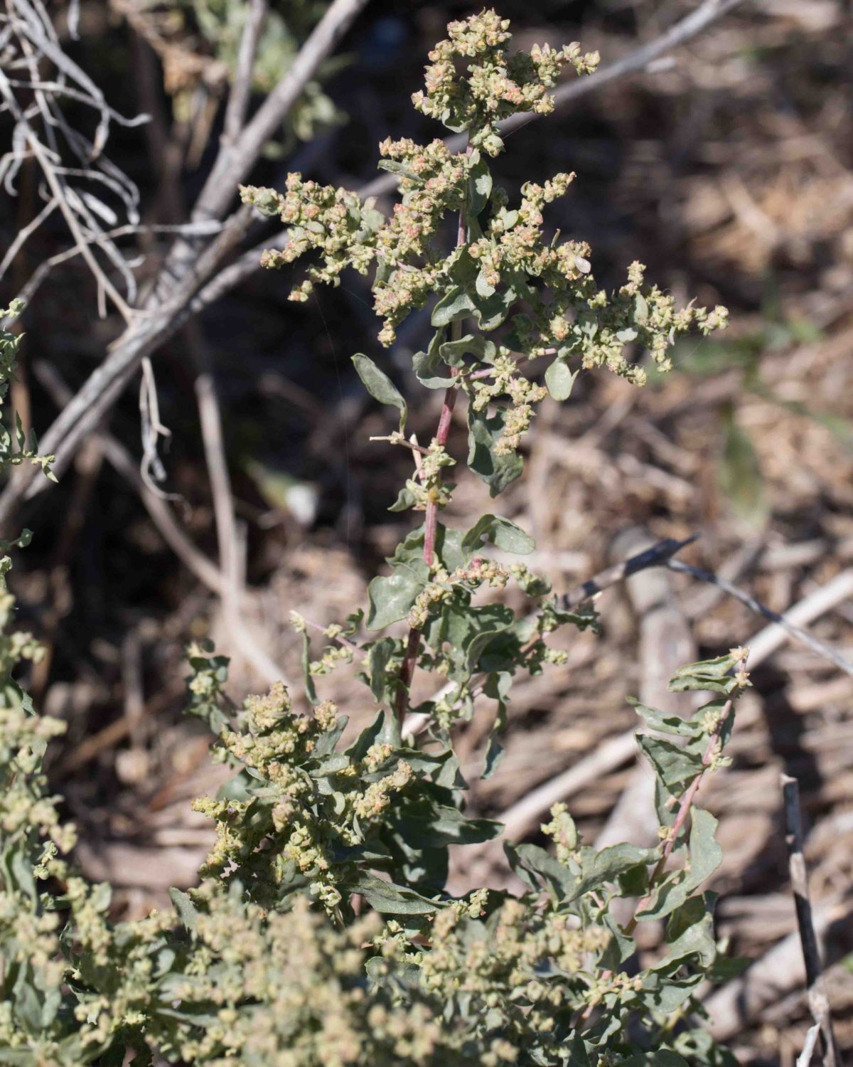 Chenopodiaceae-Atriplex – MonFlora