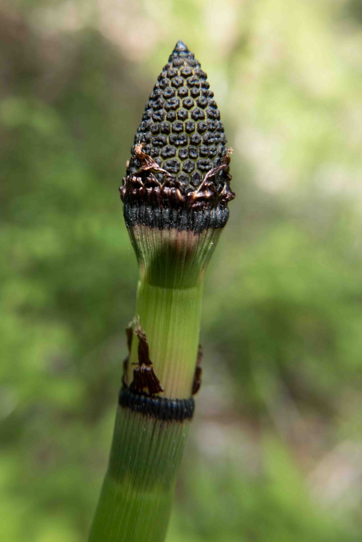 Equisetaceae – MonFlora
