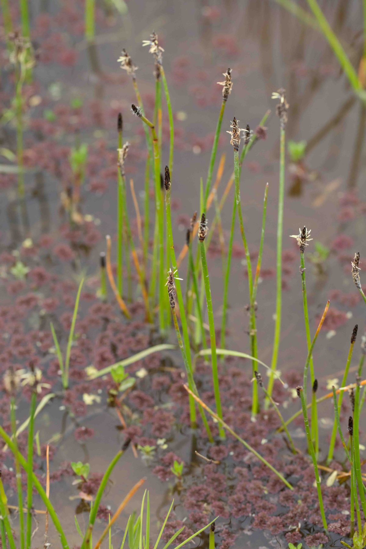 Cyperaceae-xCarex – MonFlora