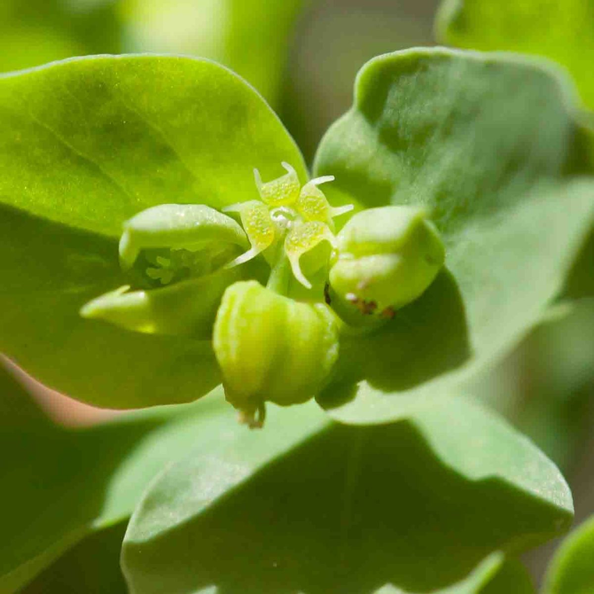 Euphorbiaceae – MonFlora