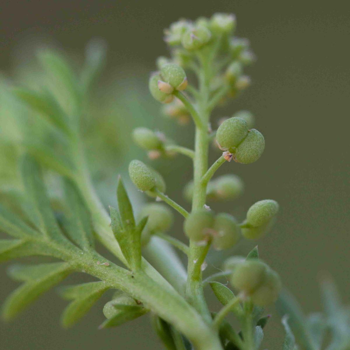 Brassicaceae-Fringepods & Peppergrass – MonFlora