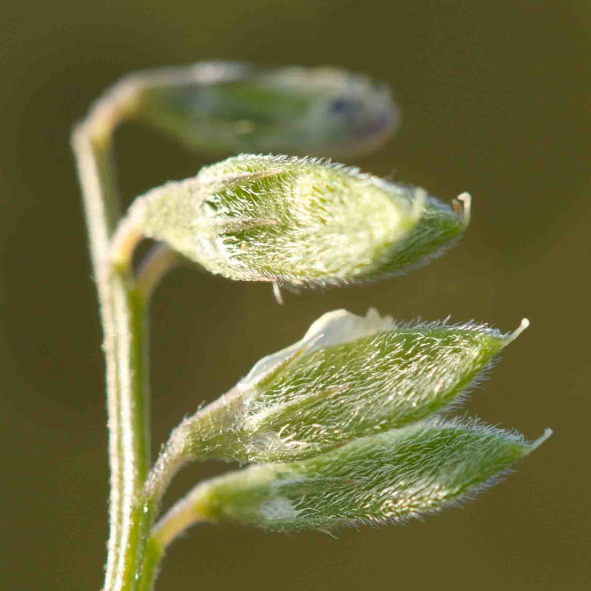 Fabaceae-vicia – MonFlora