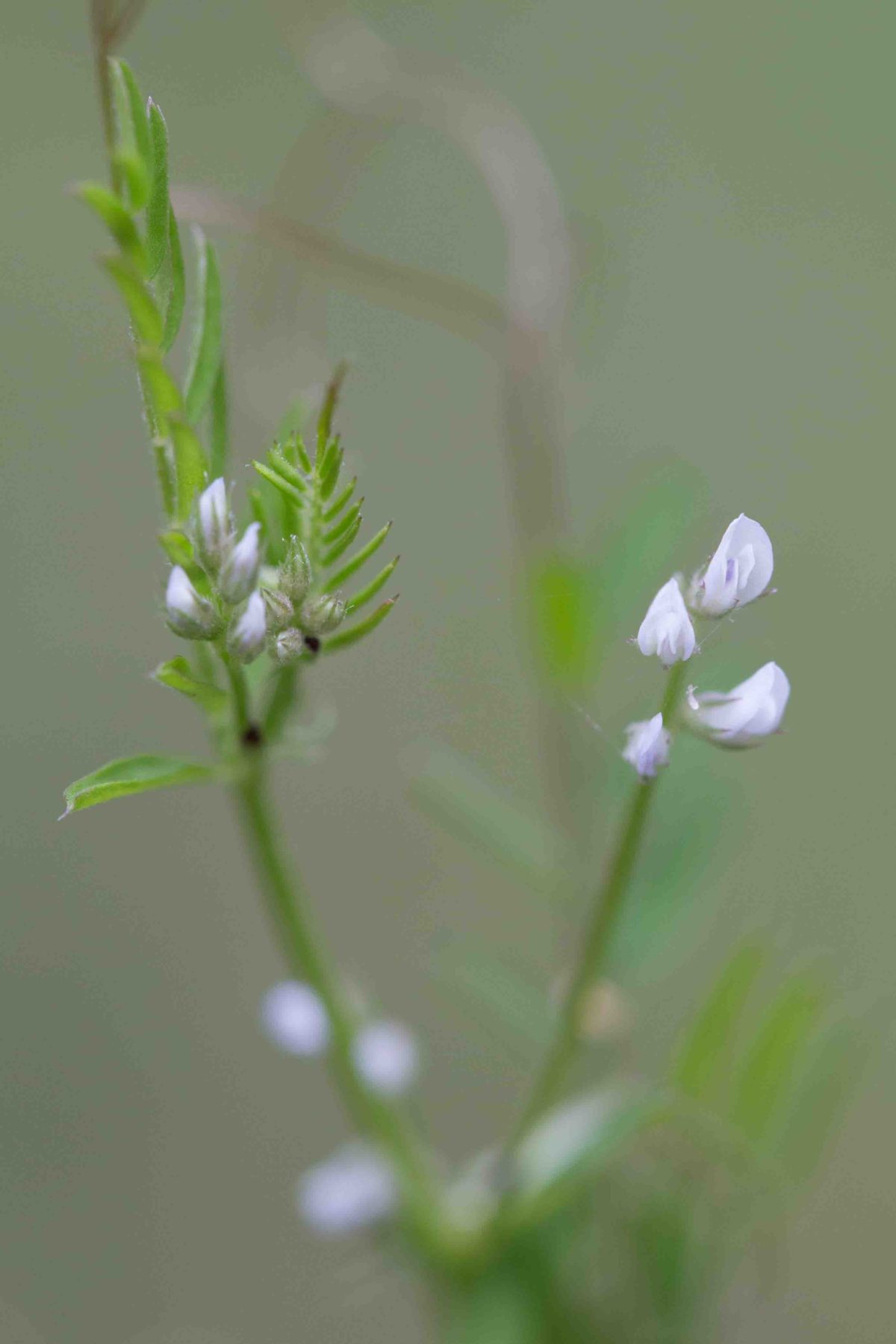 Fabaceae-vicia – MonFlora