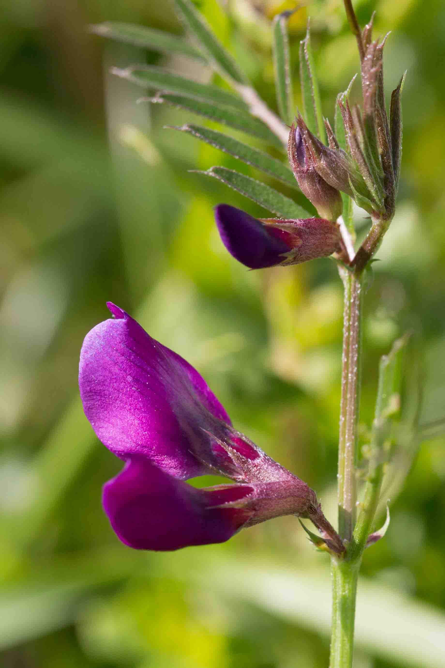 Fabaceae-vicia – MonFlora