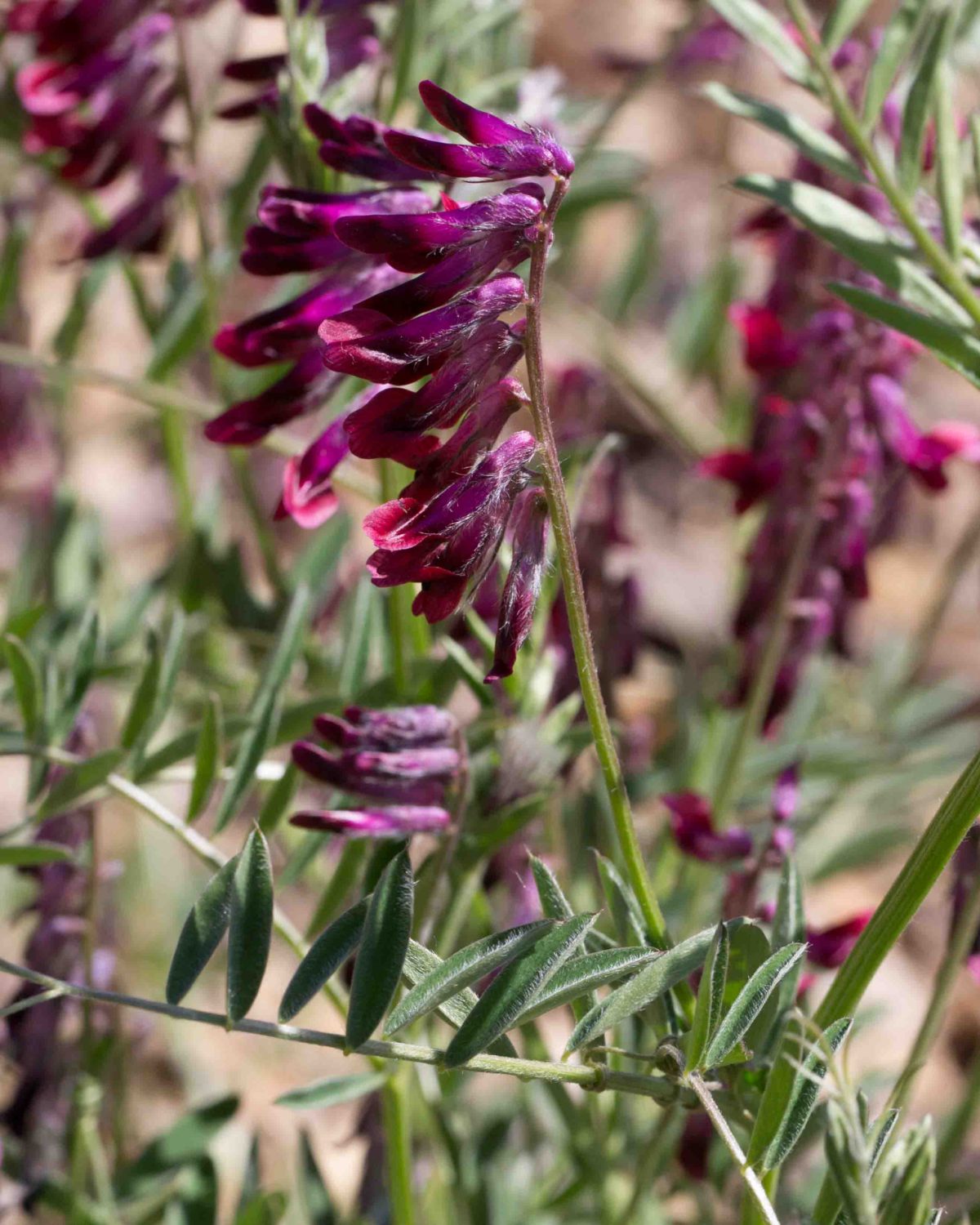 Fabaceae-vicia – MonFlora