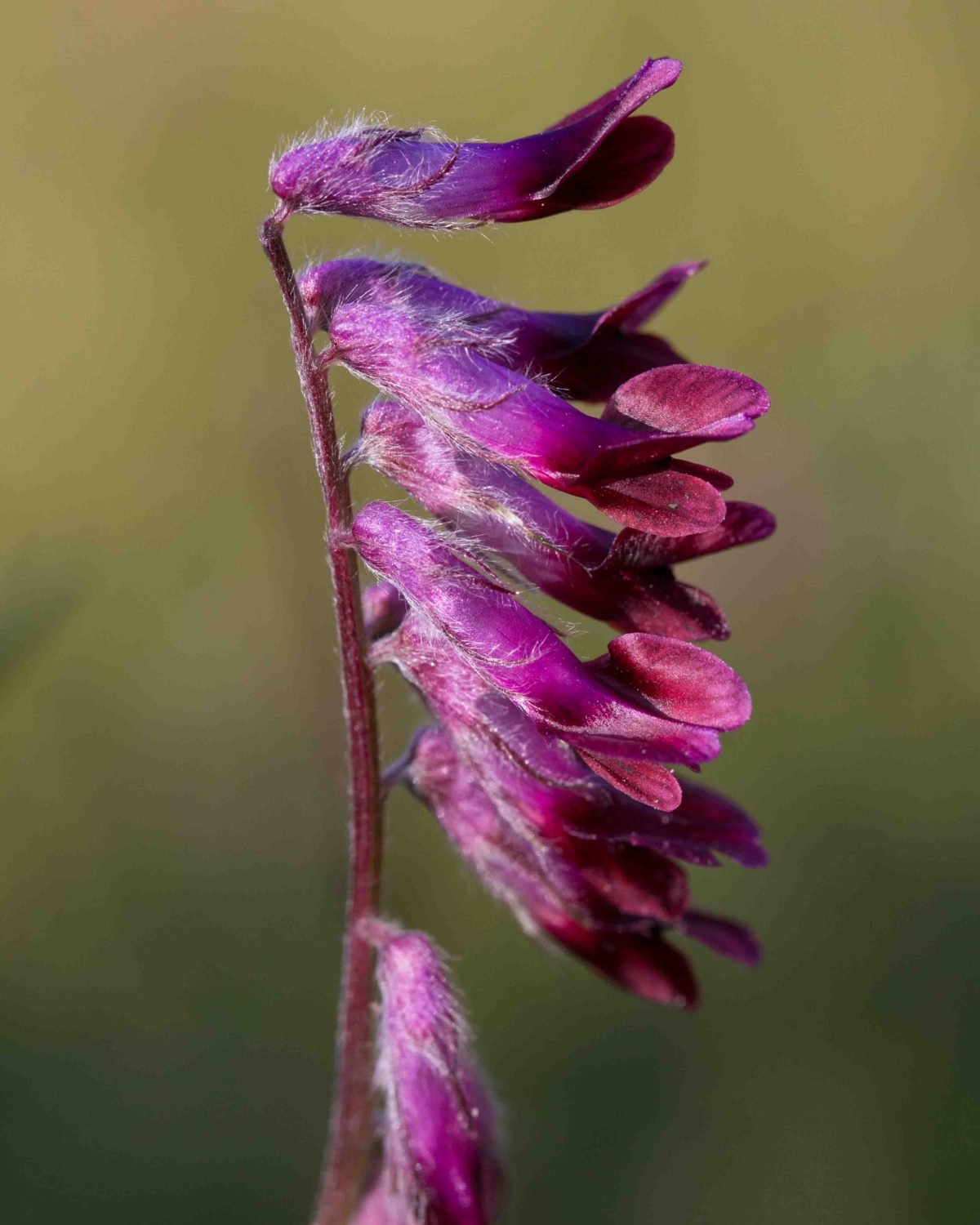 Fabaceae-vicia – MonFlora