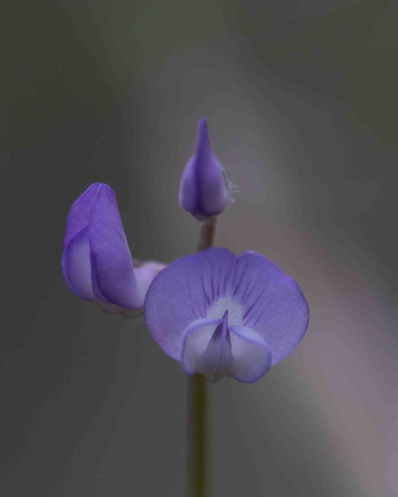 Fabaceae-vicia – MonFlora