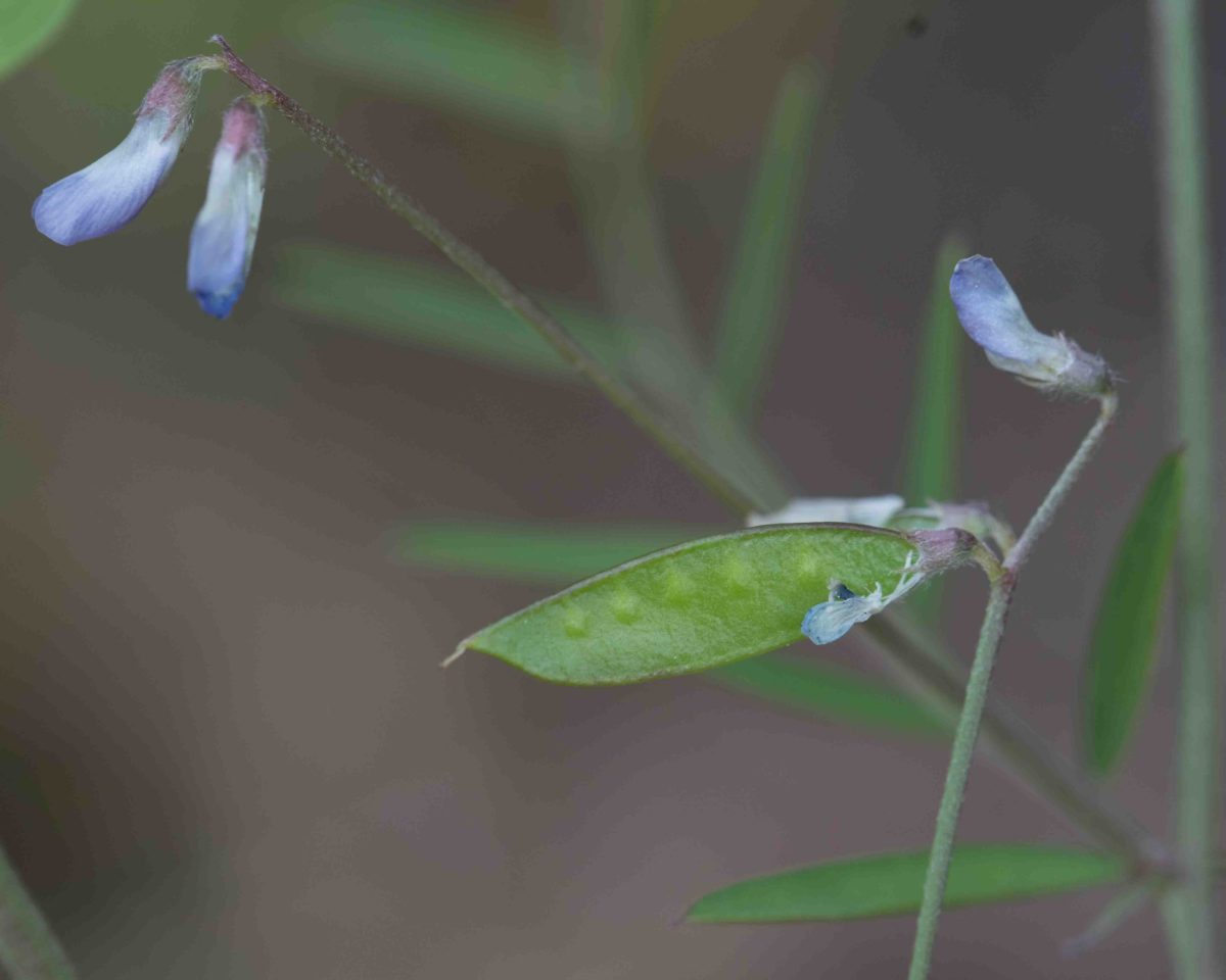 Fabaceae-vicia – MonFlora