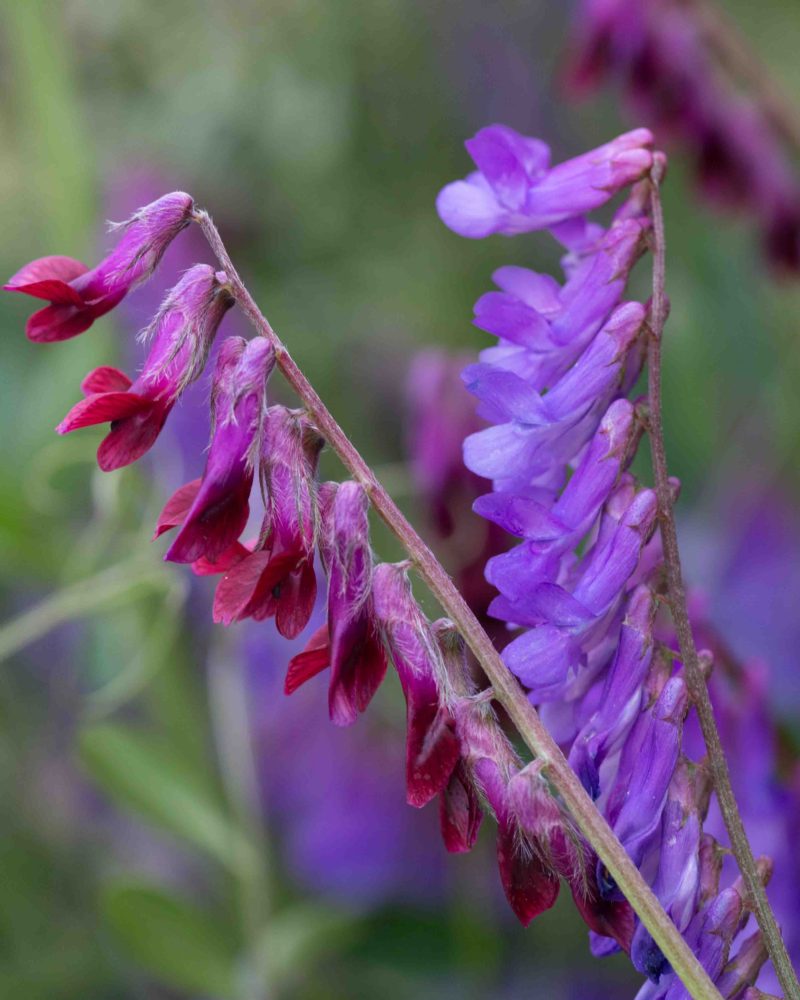 Fabaceae-vicia – MonFlora