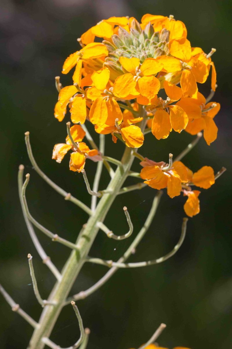 Brassicaceae-Wallflower – MonFlora