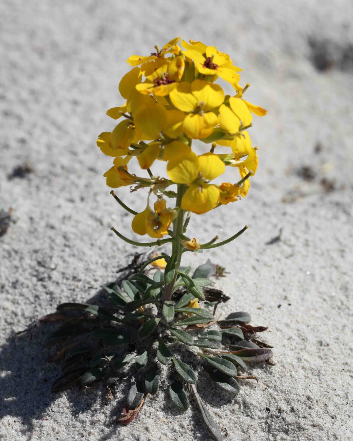 Brassicaceae-Wallflower – MonFlora
