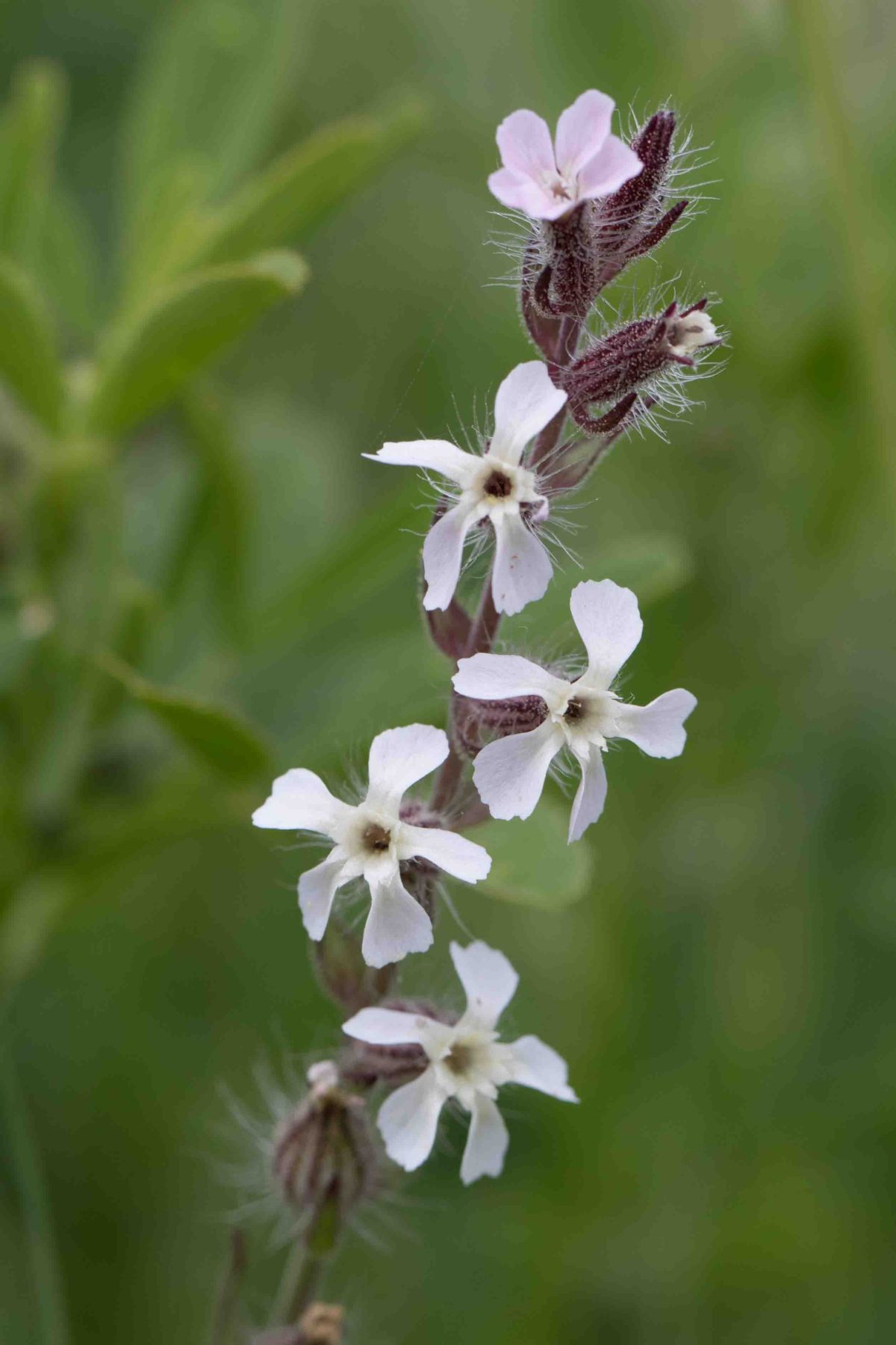 Caryophyllaceae-Silene – MonFlora