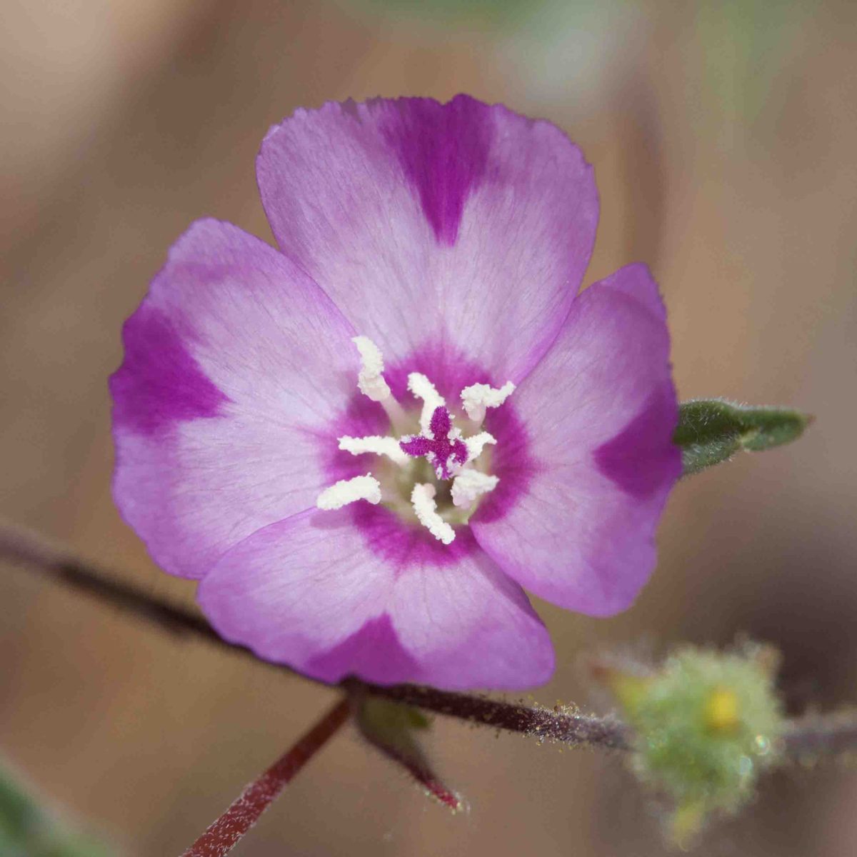 Onagraceae-clarkia – MonFlora