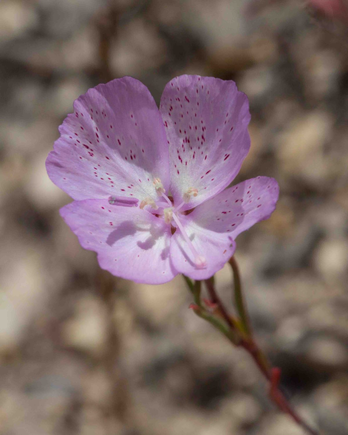 Onagraceae-clarkia – MonFlora
