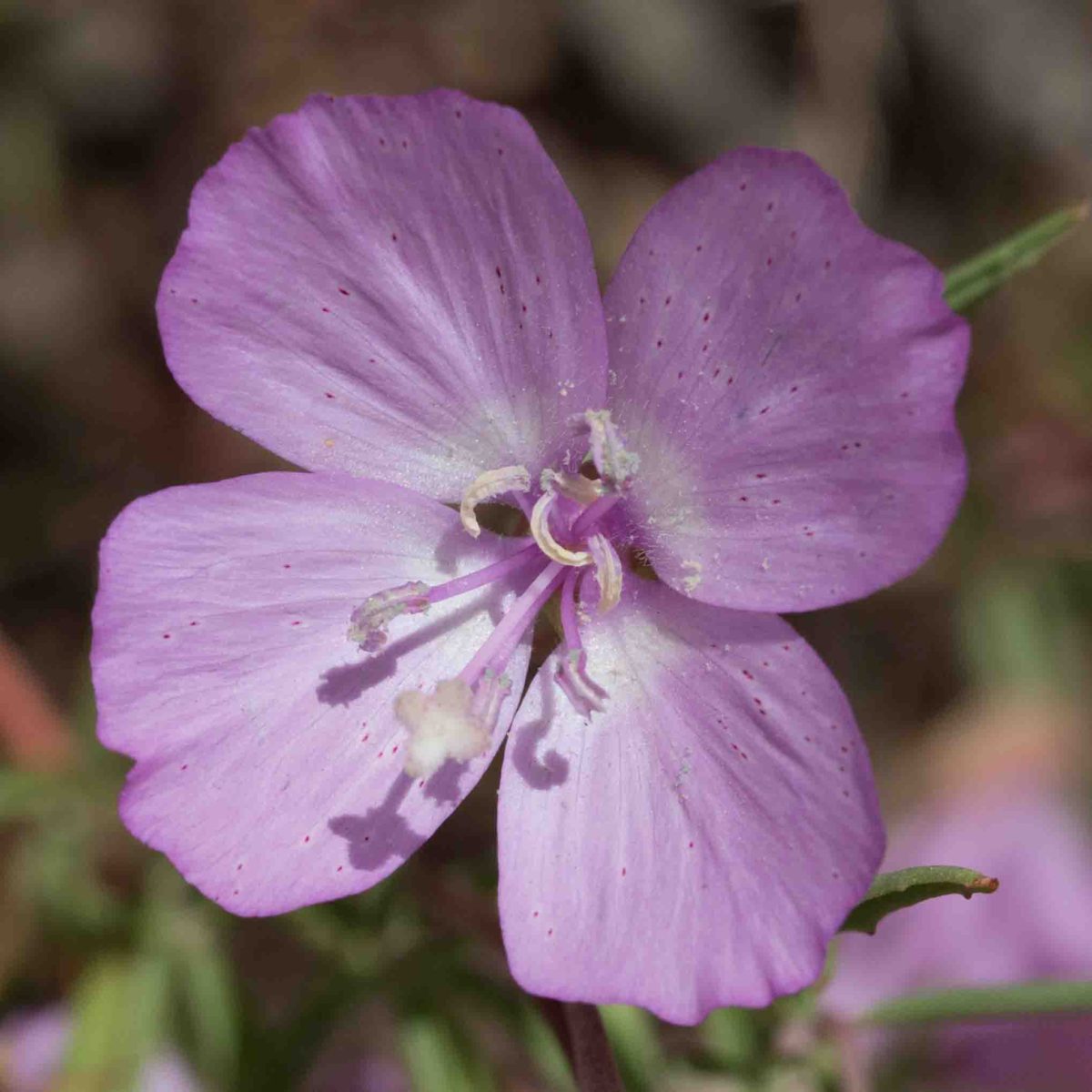 Onagraceae-clarkia – MonFlora