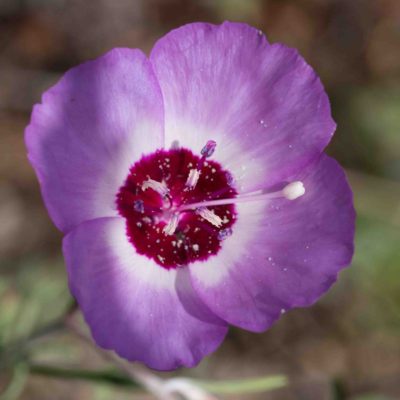 Onagraceae-clarkia – MonFlora