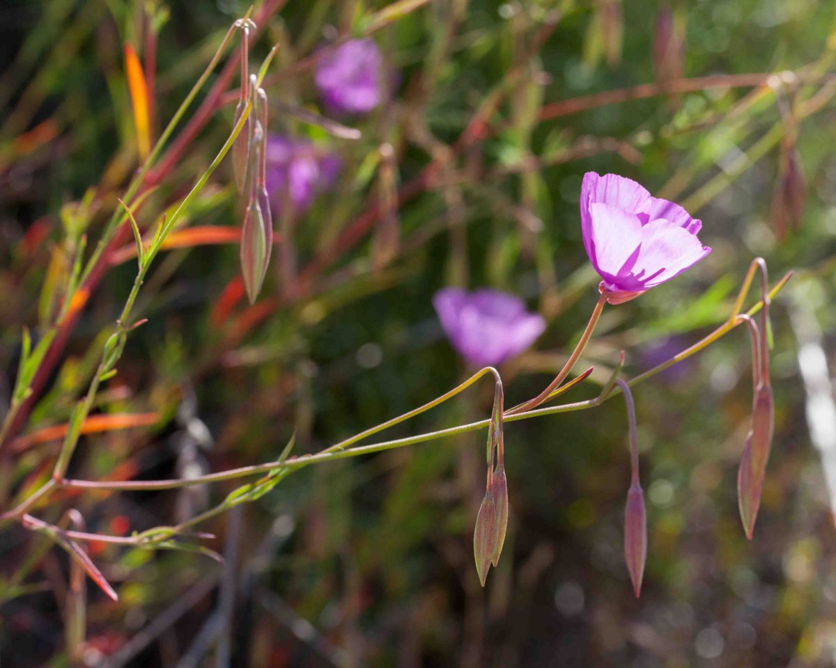 Onagraceae-clarkia – MonFlora