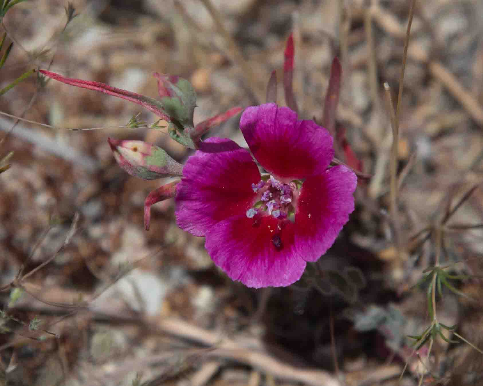 Onagraceae-clarkia – MonFlora